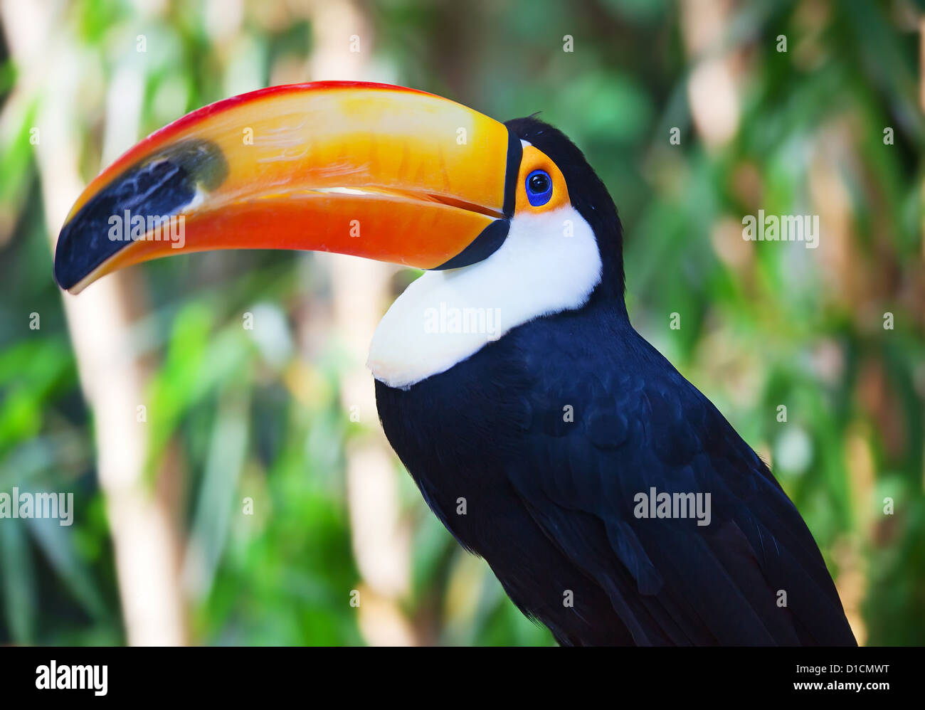 Closeup toucan blue eye ramphastos hi-res stock photography and images ...