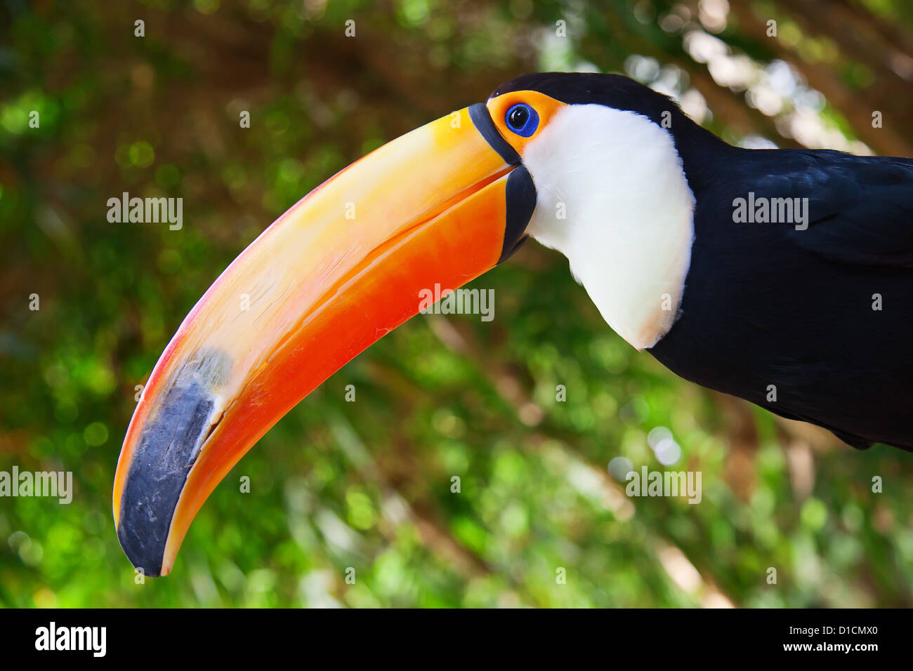Close-up of the colorful giant toucan Stock Photo - Alamy
