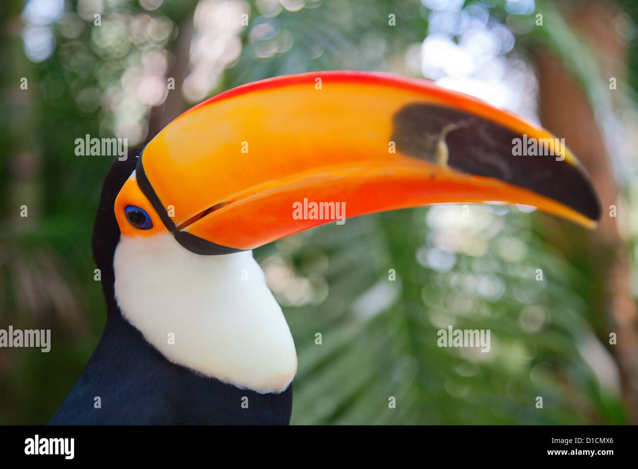 Close-up of the colorful giant toucan Stock Photo - Alamy