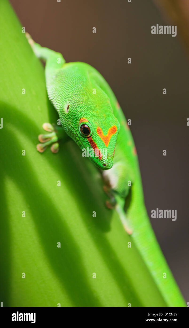 Green gecko on the leaf (Zurich zoo Stock Photo - Alamy