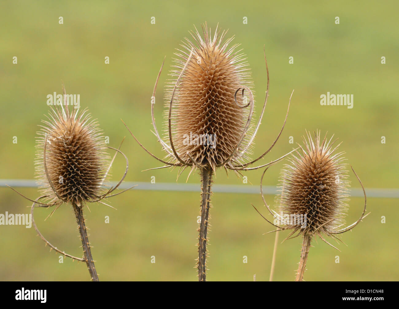 Seed heads birds hi-res stock photography and images - Alamy