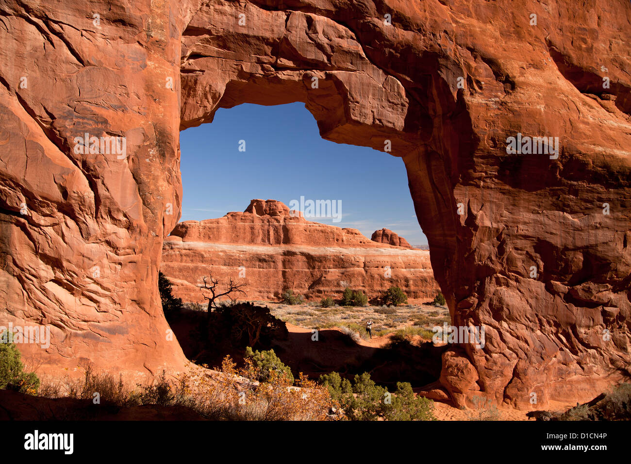 Tree arch hi-res stock photography and images - Alamy