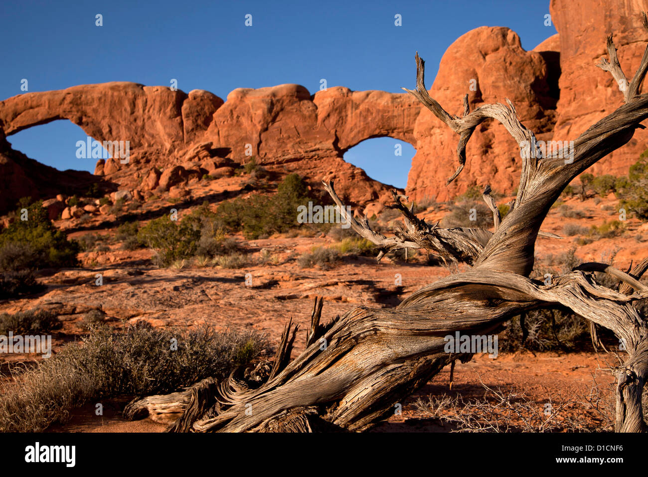 old tree, Windows area at Arches National Park just outside of Moab ...