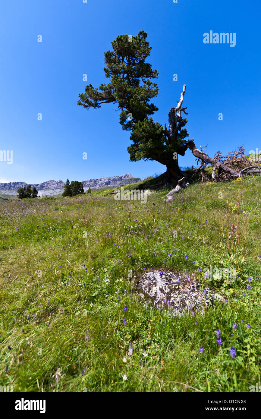 Tree on a Hill in the Swiss Alps, Switzerland Stock Photo - Alamy