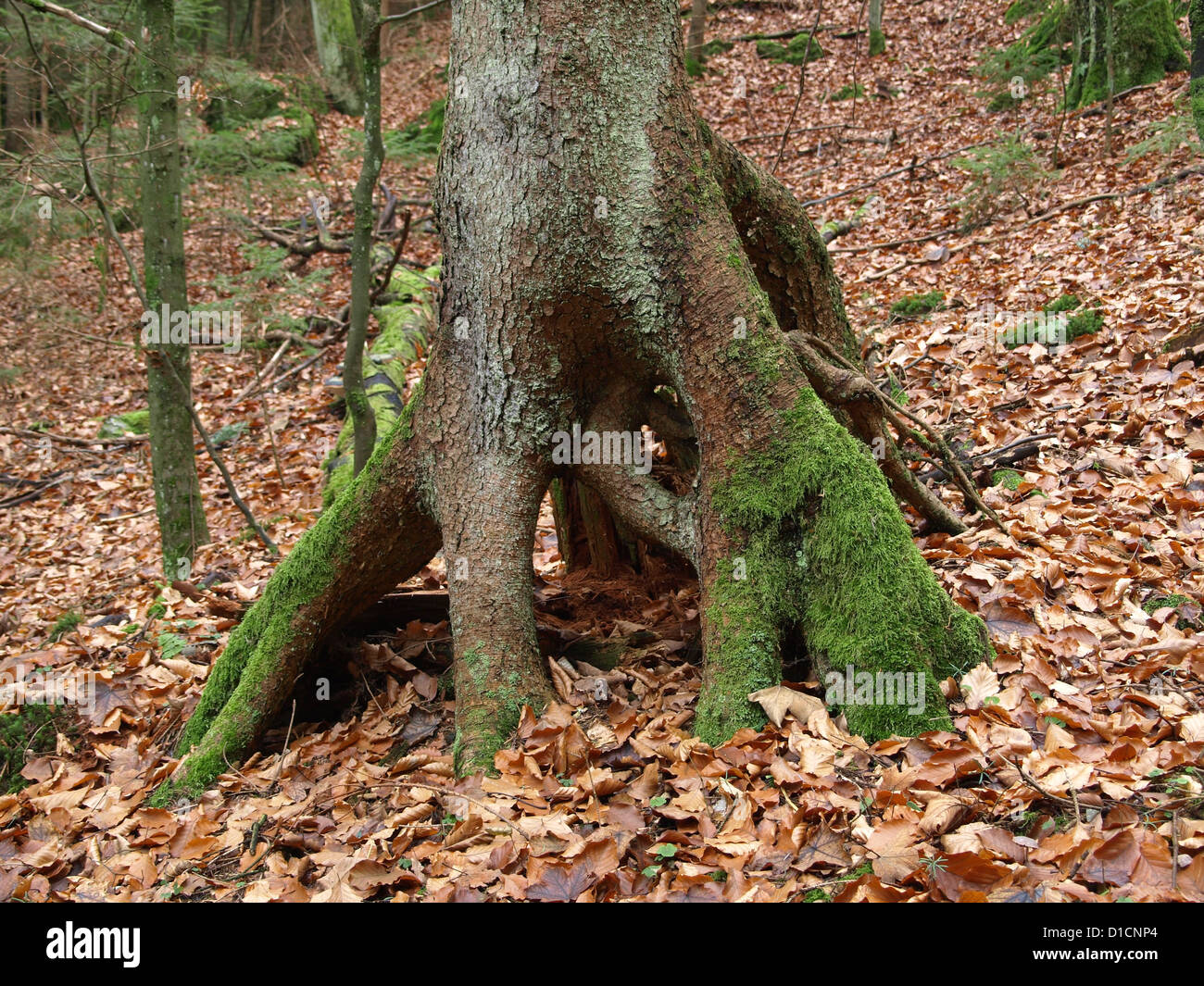 Tree roots with moss Stock Photo - Alamy
