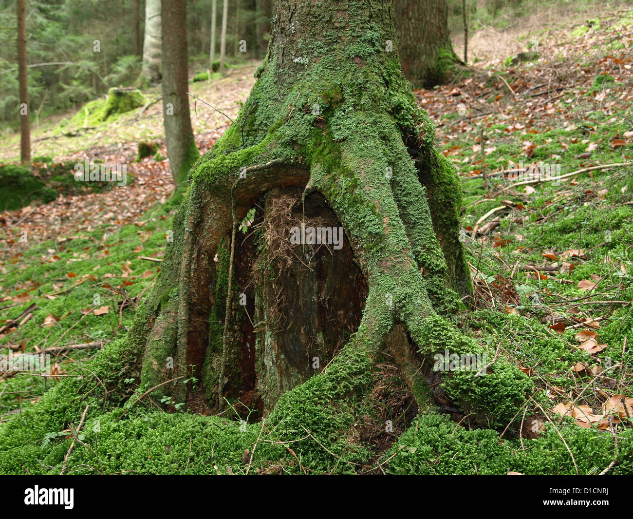 Stone tree stump hi-res stock photography and images - Alamy