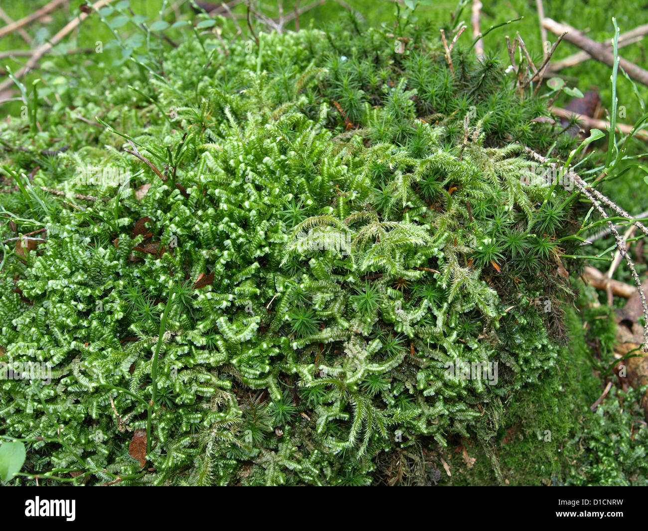 Natural green mosses on a tree stump Stock Photo - Alamy