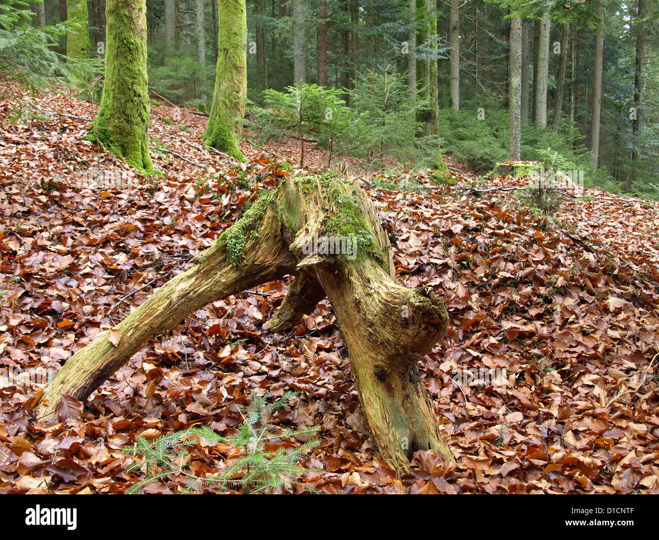 Tree roots with moss Stock Photo - Alamy