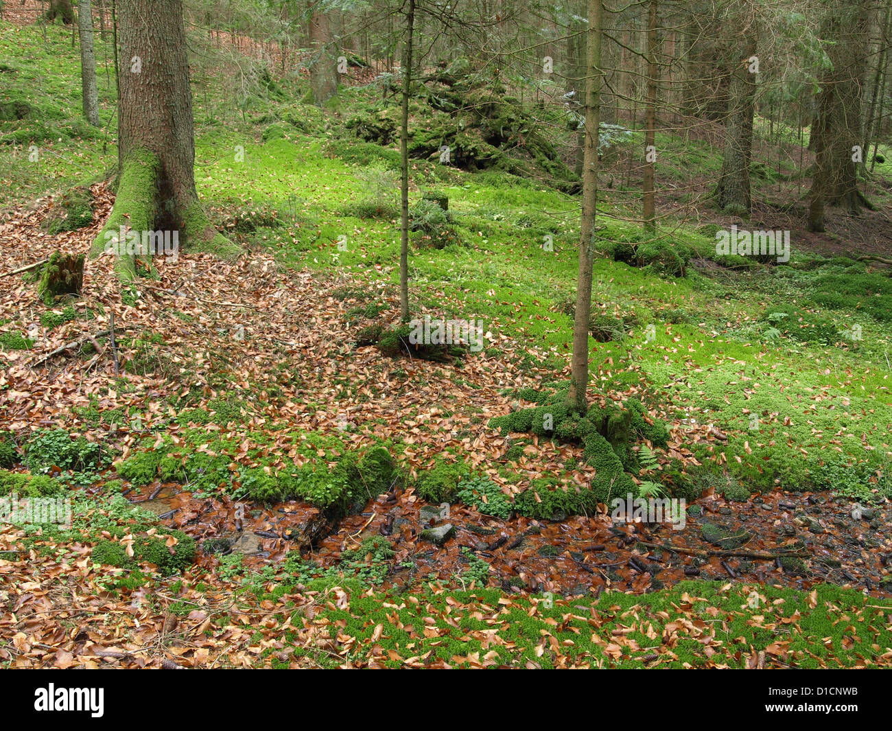 Source in a forest Stock Photo - Alamy