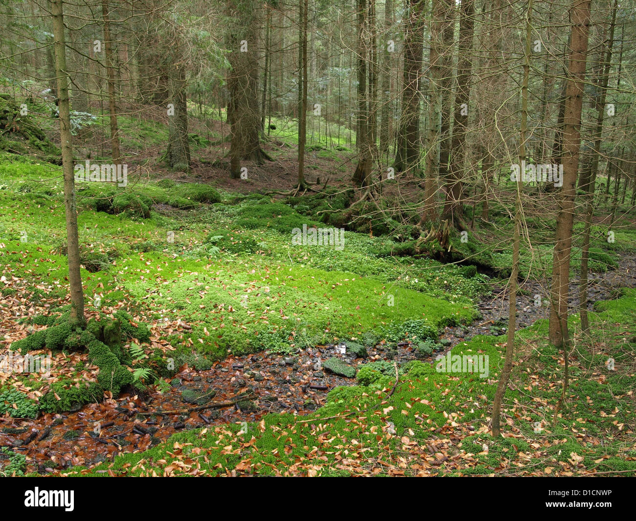 Source in a forest Stock Photo - Alamy