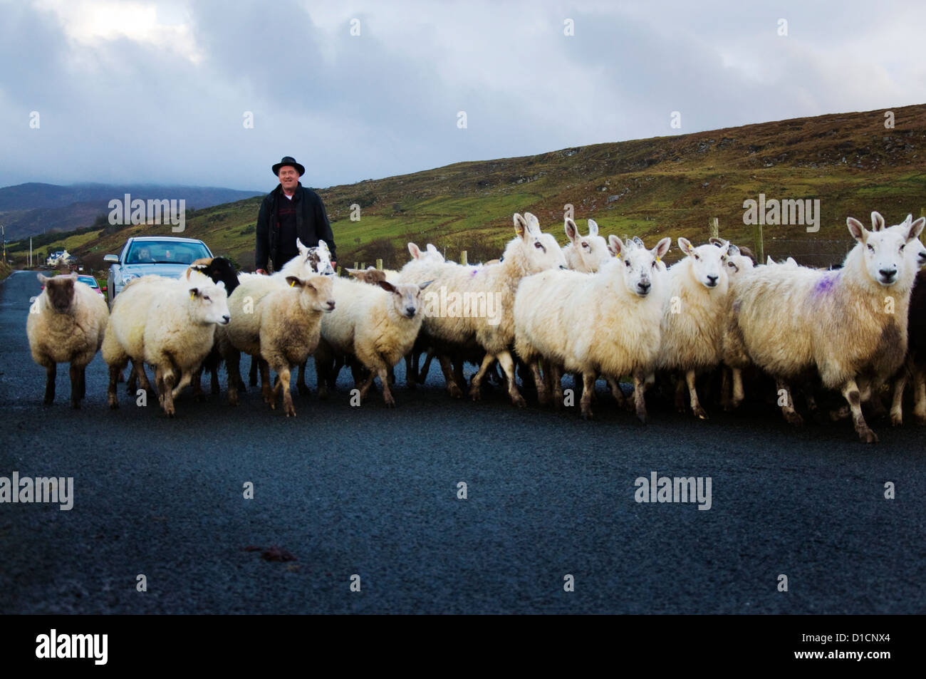 Farmer moving sheep along a Donegal road Stock Photo - Alamy