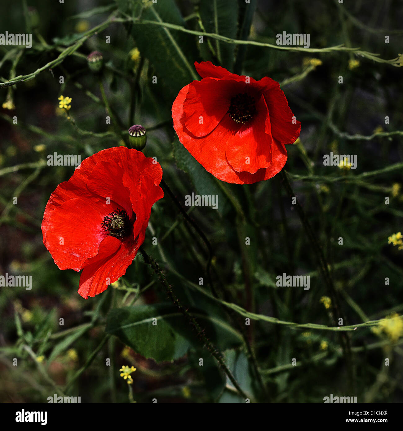 Flower flora nature poppies hi-res stock photography and images - Alamy