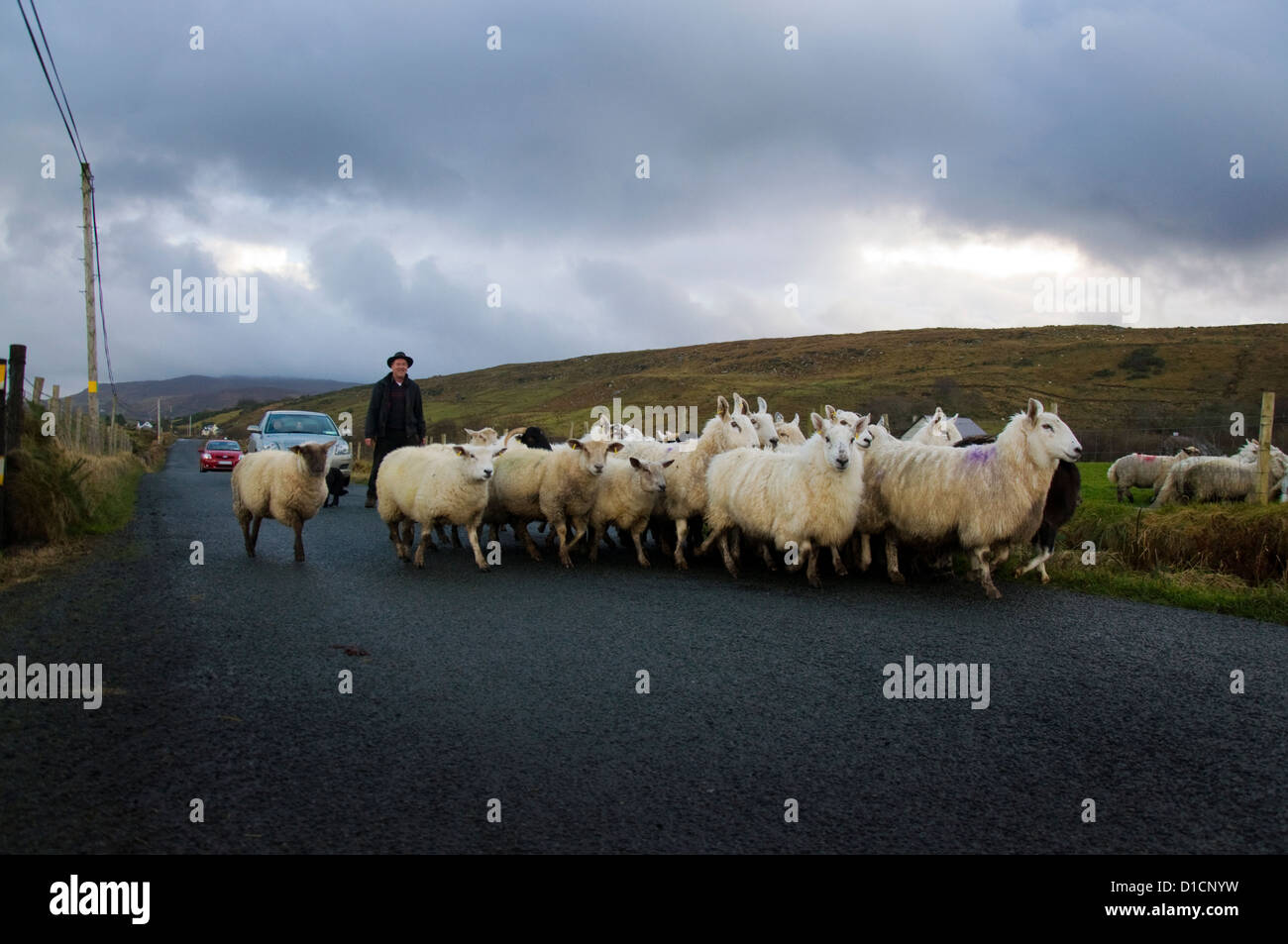 Farmer moving sheep along a Donegal road Stock Photo - Alamy