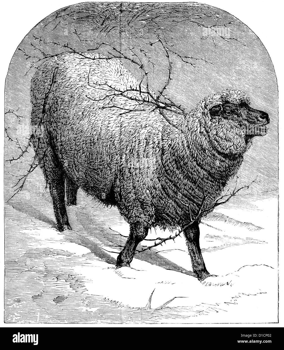 Victorian engraving of a sheep taggled in a bramble bush, 1897 Stock ...