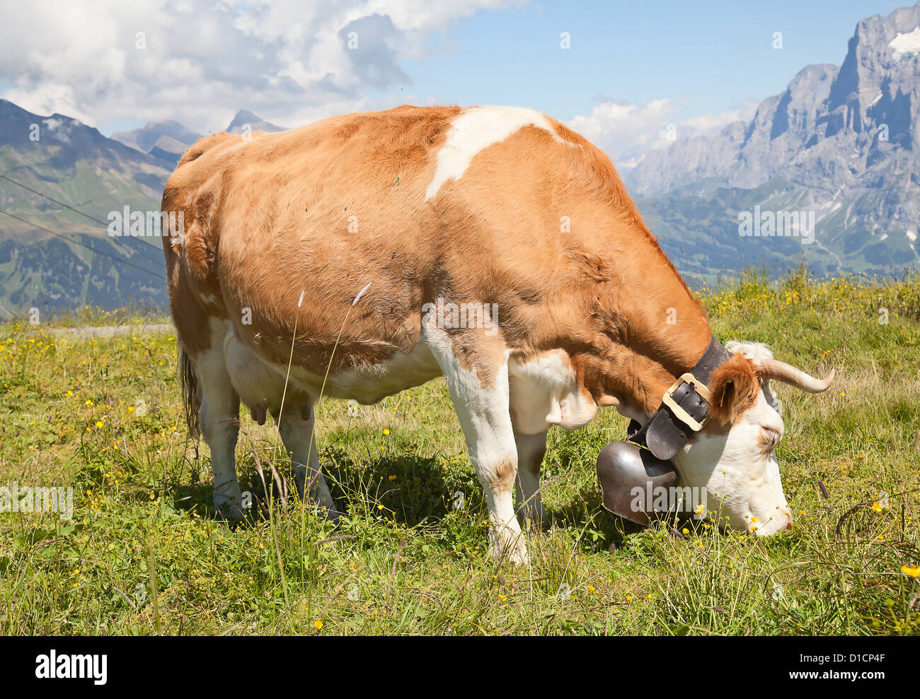 Swiss cow in the alps Stock Photo - Alamy