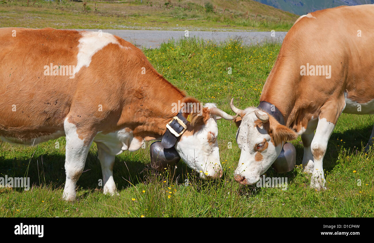 Swiss cow in the alps Stock Photo - Alamy