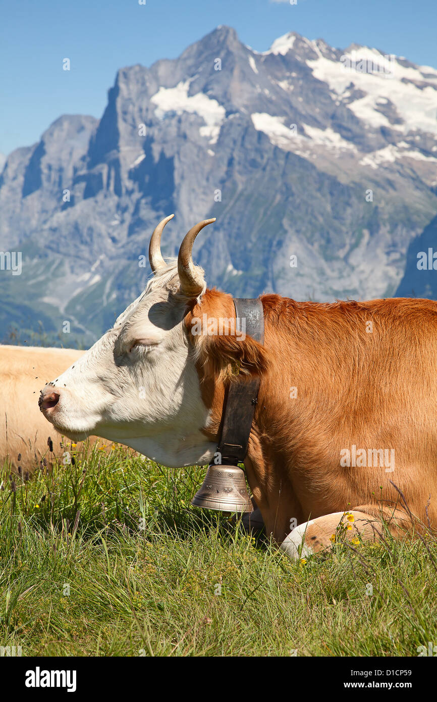 Swiss cow in the alps Stock Photo - Alamy