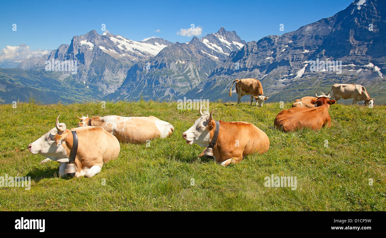 Swiss cow in the alps Stock Photo - Alamy