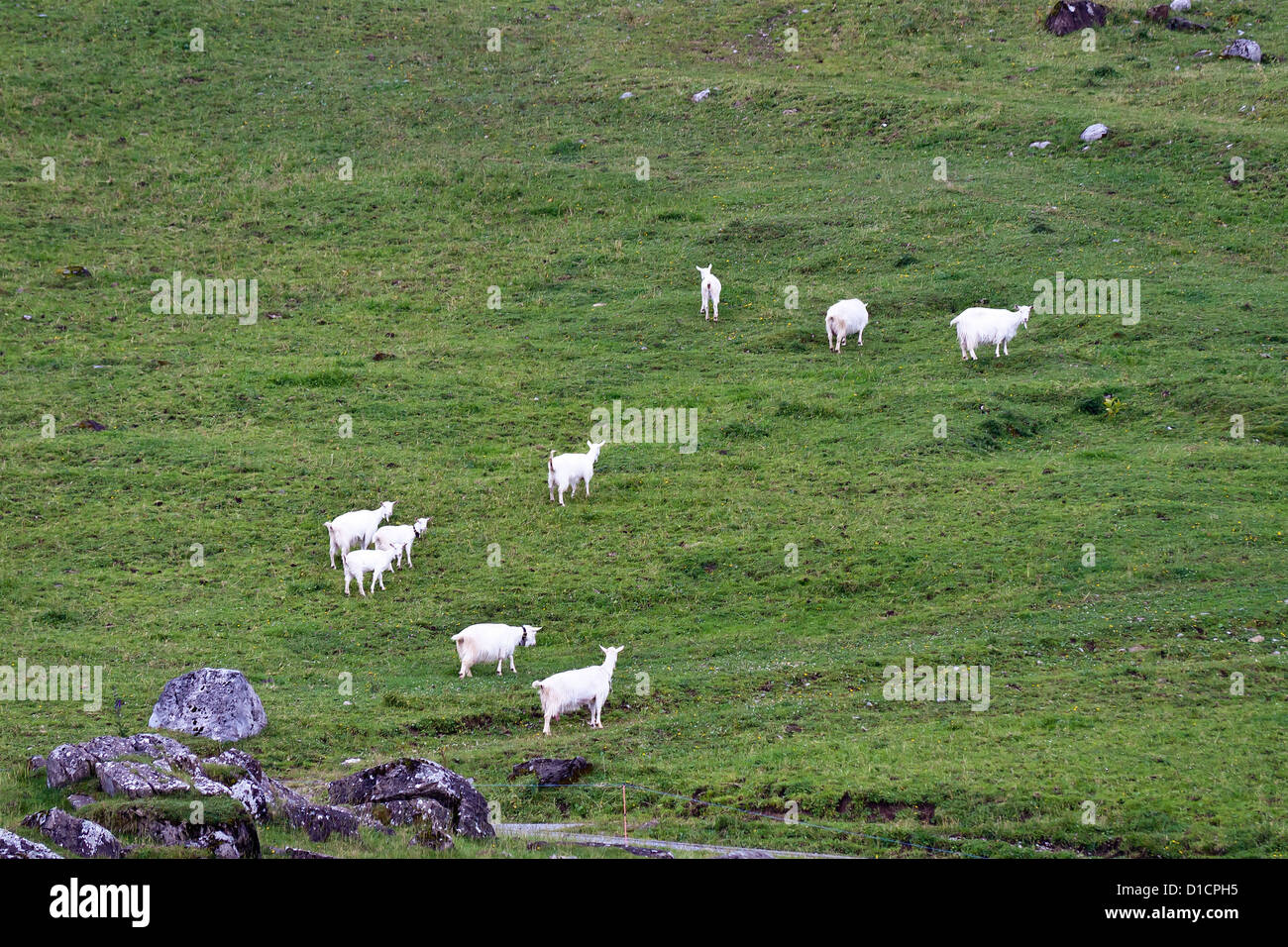 Bergziegen in den Schweizer Alpen - Mountain Goats in the Swiss Alps ...