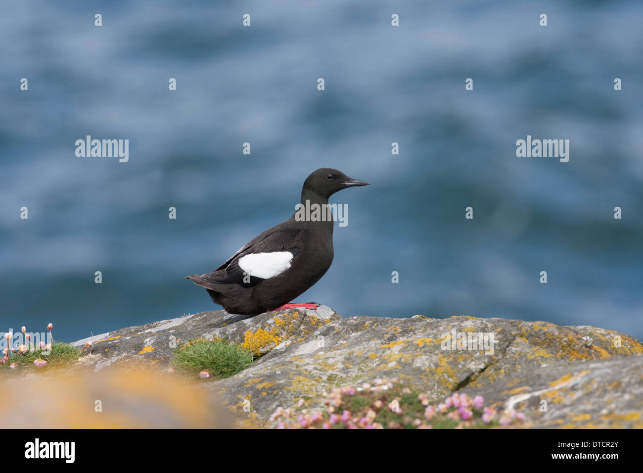 Black bird sat on rock hi-res stock photography and images - Alamy
