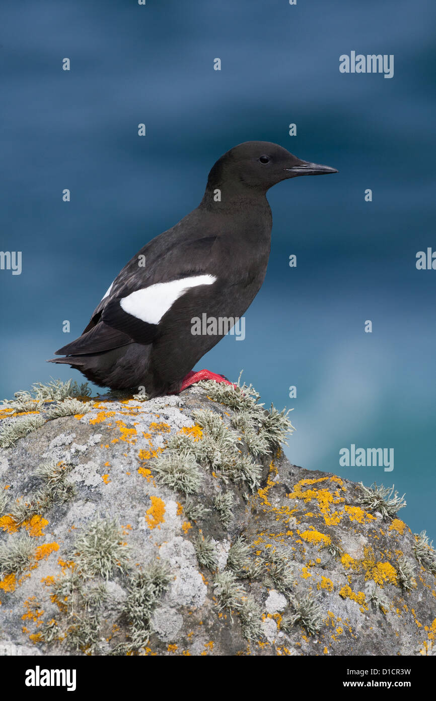 Black bird sat on rock hi-res stock photography and images - Alamy