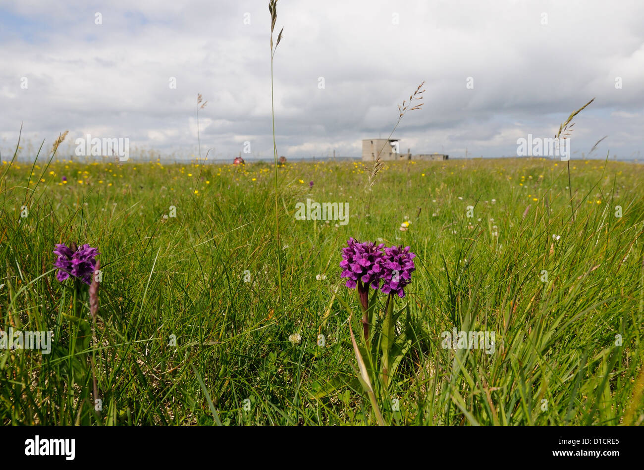 Northern marsh orchid (Dactylorhiza purpurella) growing in boggy land ...