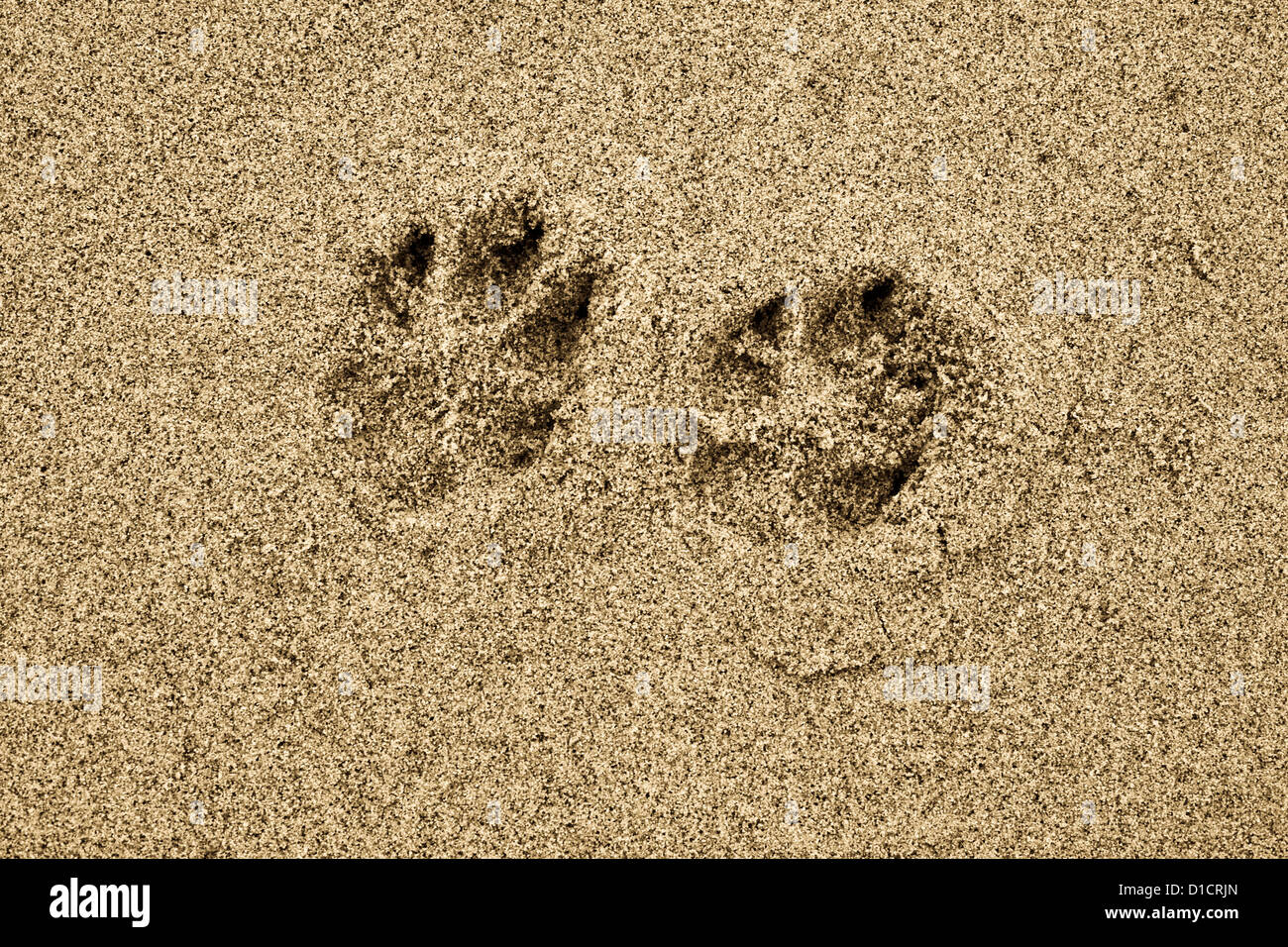 Paw prints hi-res stock photography and images - Alamy