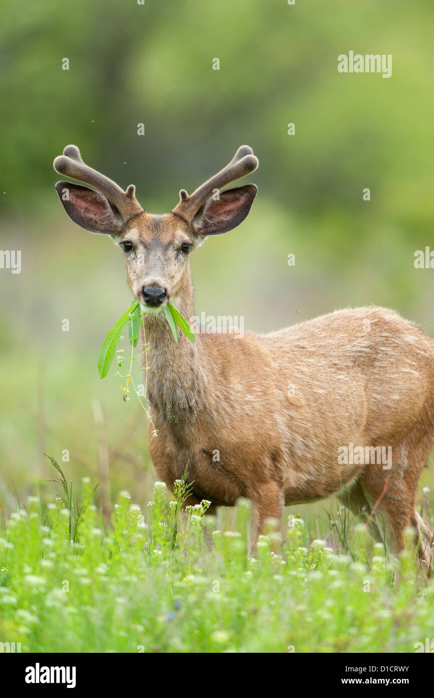 Mule deer feeding hi-res stock photography and images - Alamy