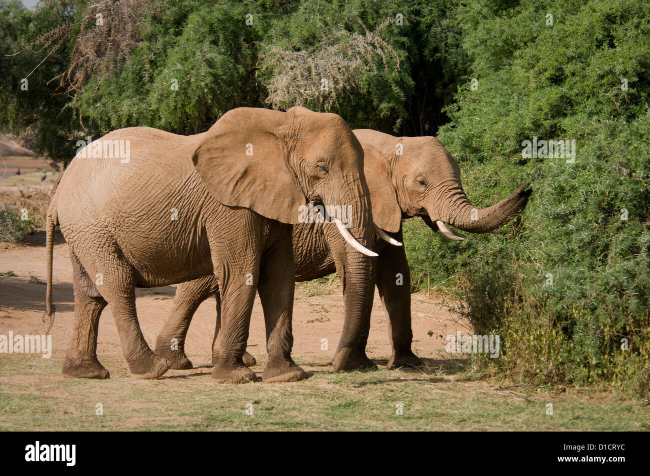 Two elephants together, one browsing off tree Stock Photo - Alamy