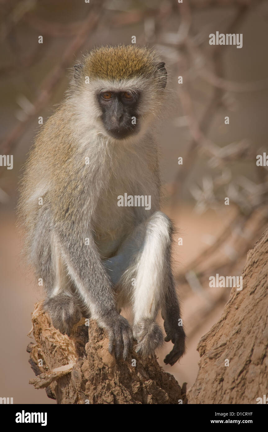 Vervet monkey in tree-close up Stock Photo - Alamy