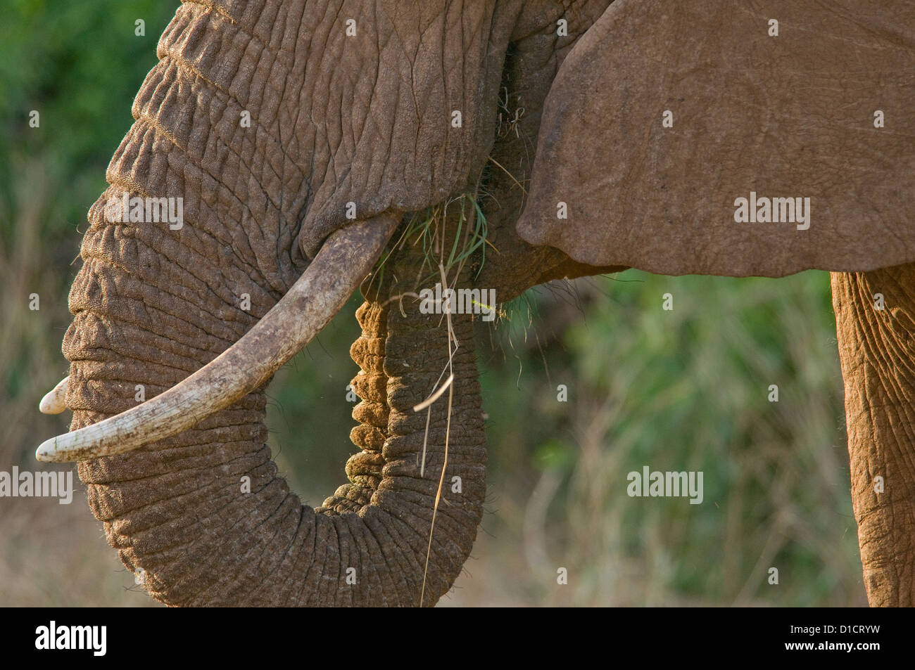 Very close up of Elephant eating, showing trunk and tusks Stock Photo ...