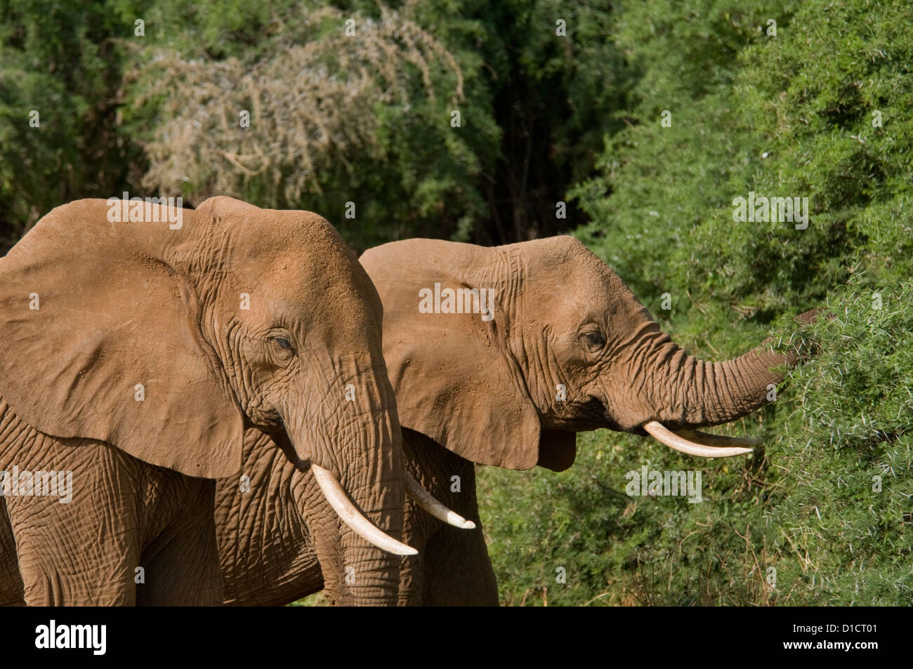 Two african elephants head to head hi-res stock photography and images ...