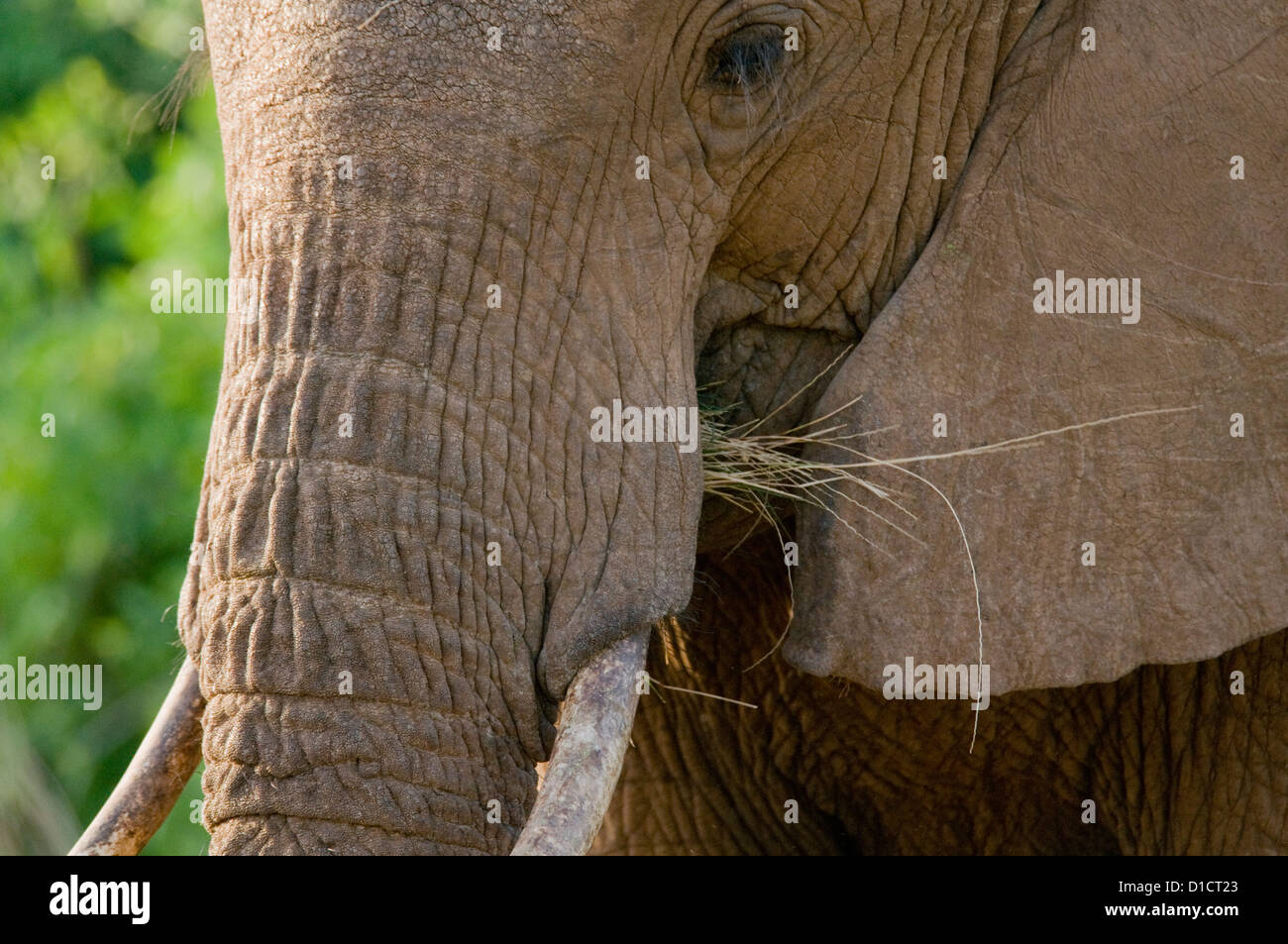 Elephant eating-head shot Stock Photo - Alamy