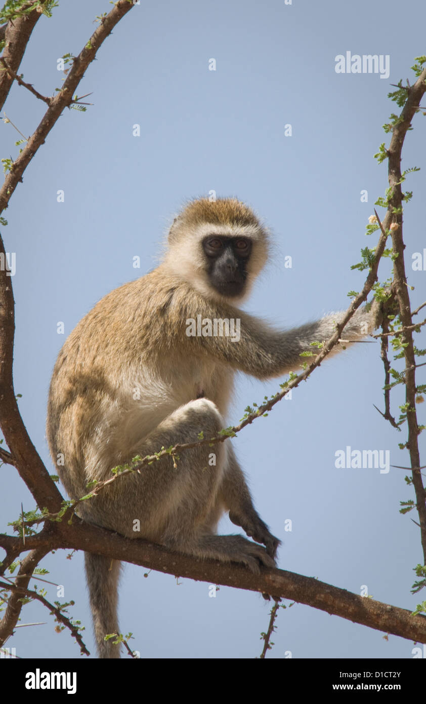 Vervet monkey in tree Stock Photo - Alamy