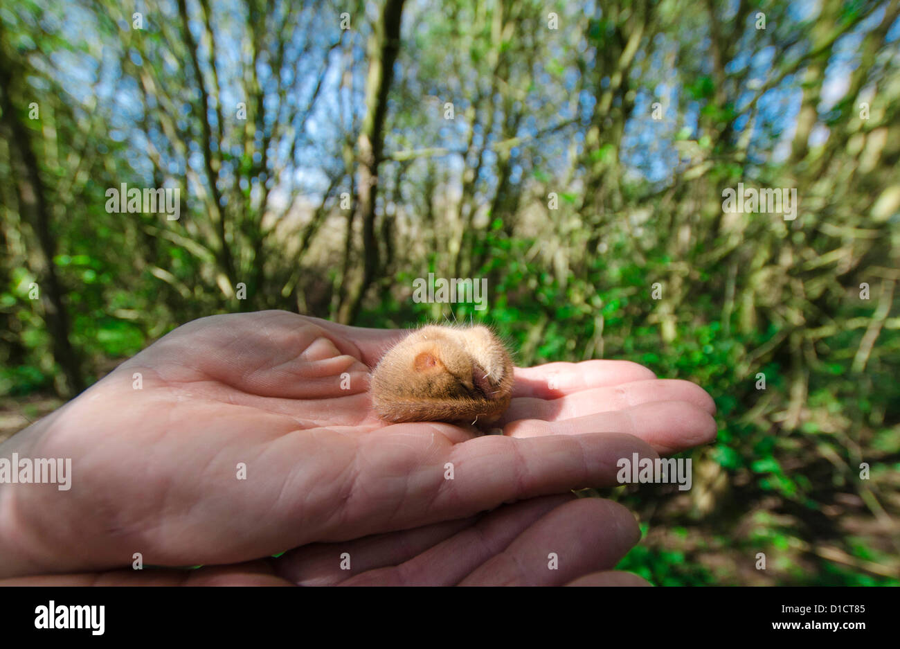 Dormouse monitoring being carried out by licence holder, Torpid Hazel ...