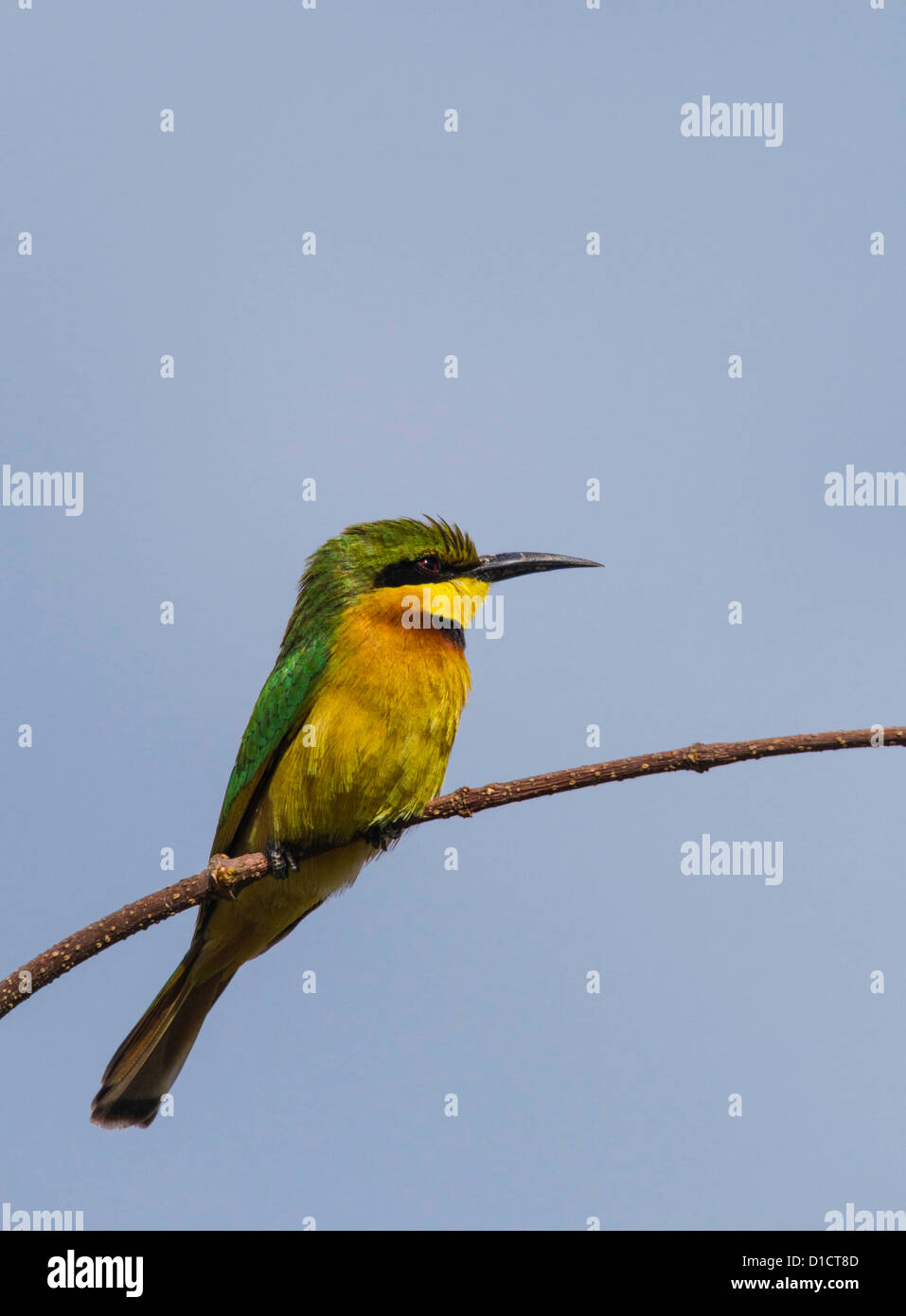 Adult little green bee eater hi-res stock photography and images - Alamy
