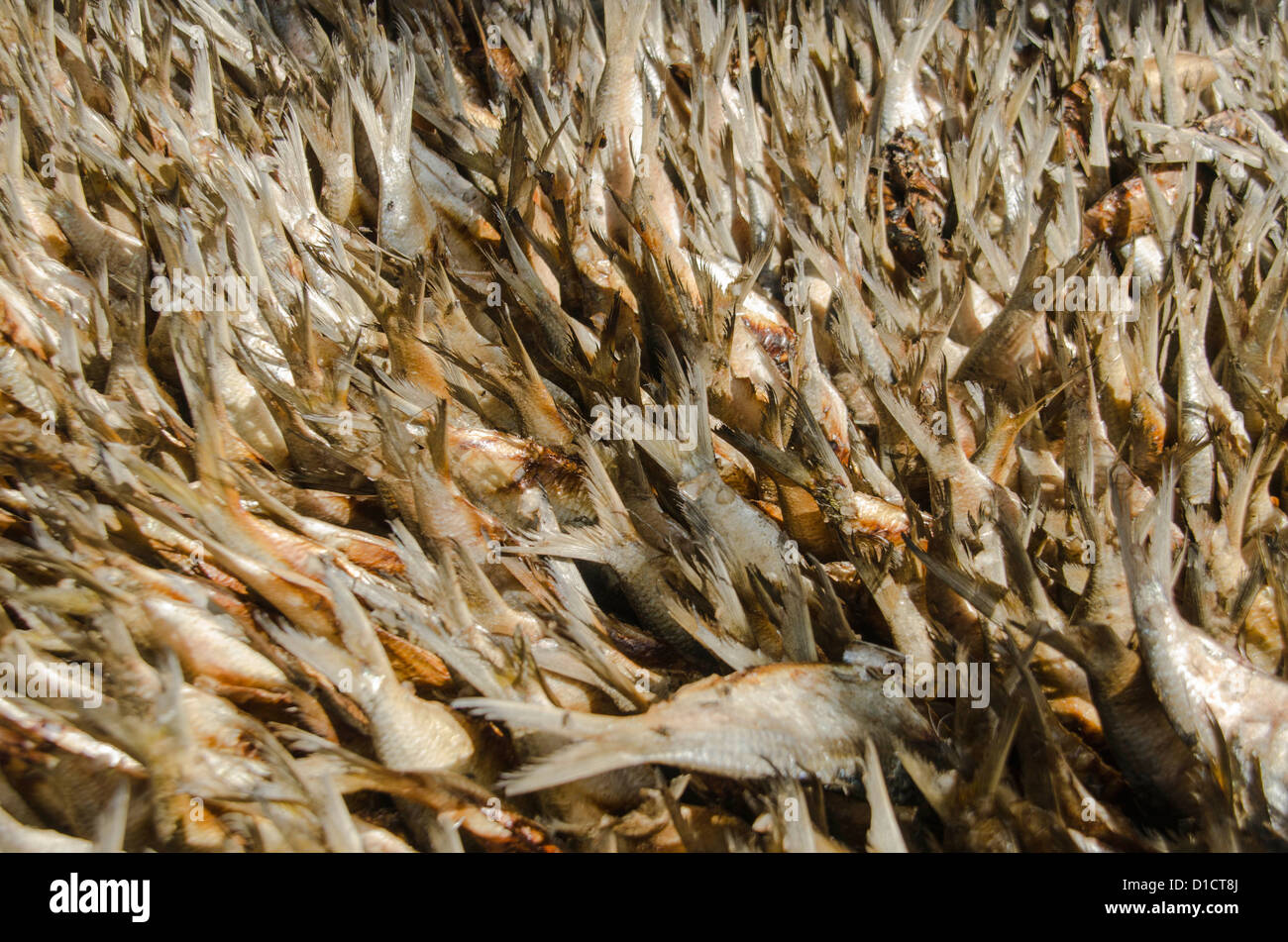 Tanji Fishing Village High Resolution Stock Photography and Images - Alamy