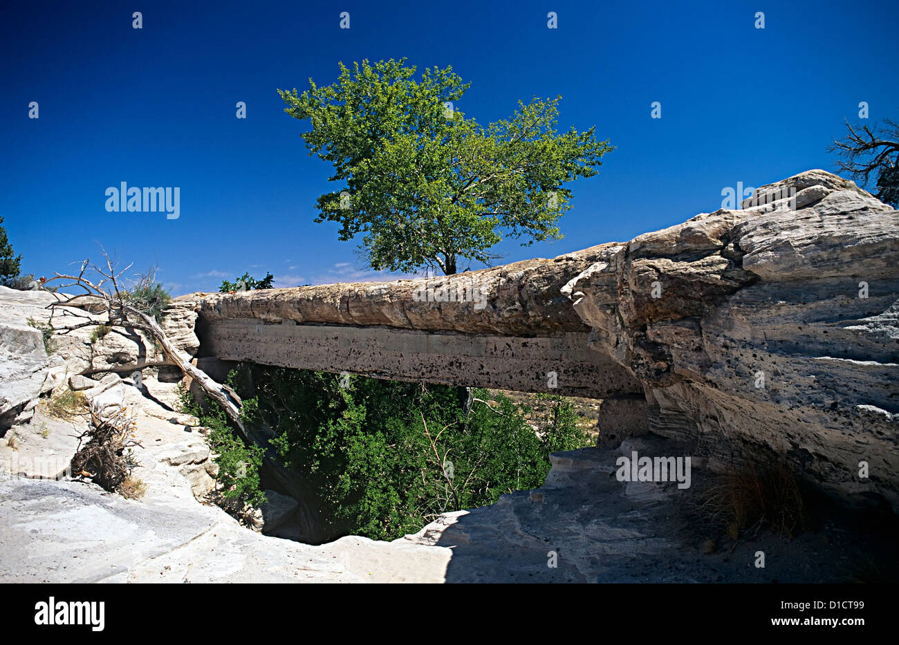 Fallen tree turned to stone now supported by a concrete bridge ...
