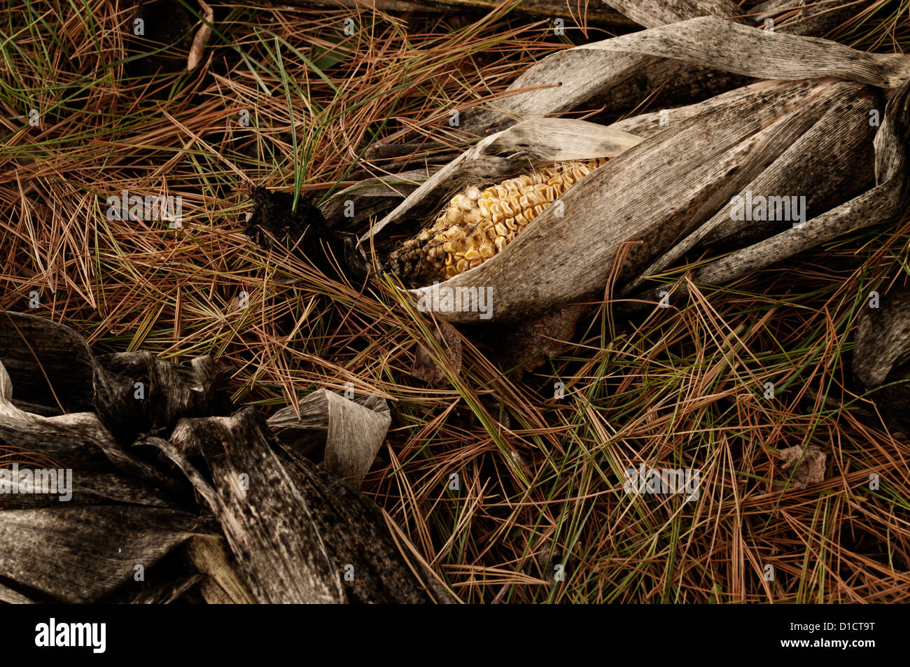 Rotten corn hi-res stock photography and images - Alamy