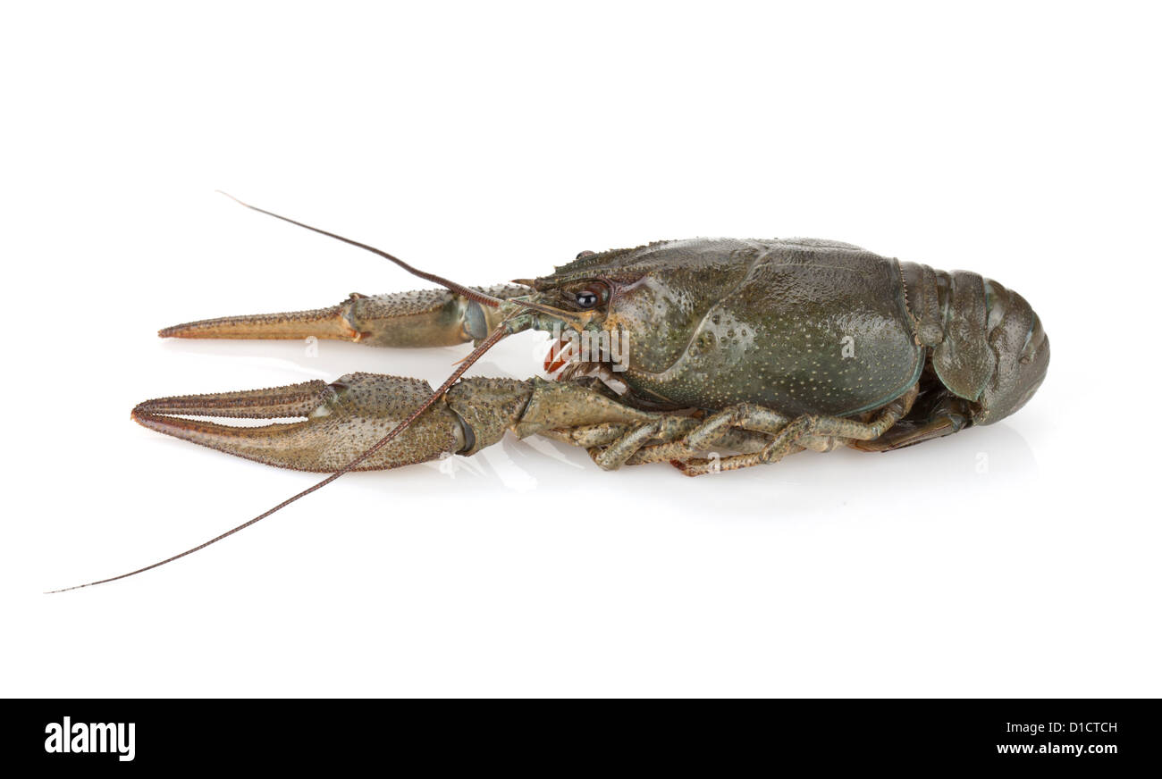 Crayfish isolated closeup hi-res stock photography and images - Alamy