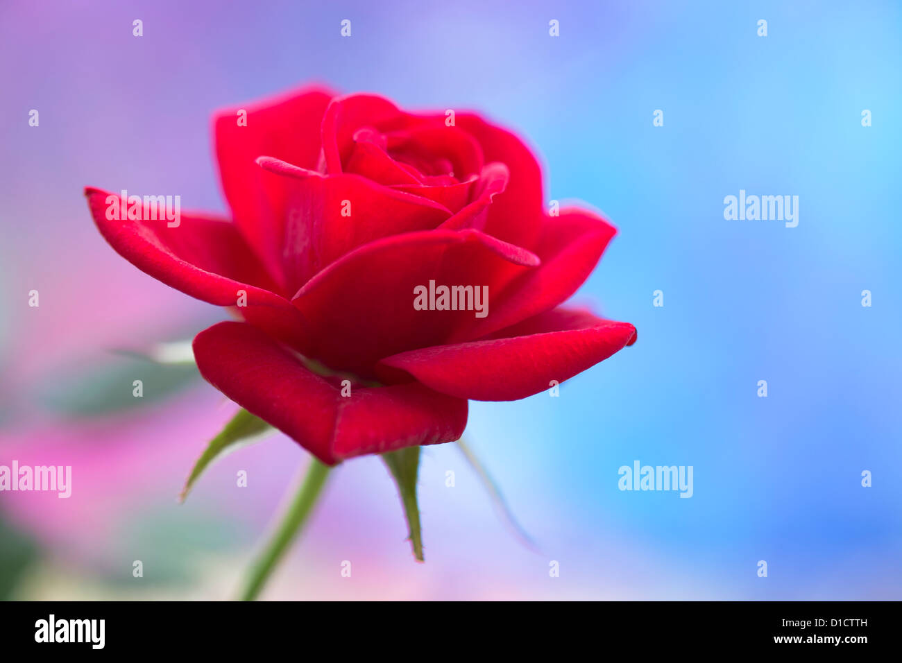 Mauve background hi-res stock photography and images - Alamy