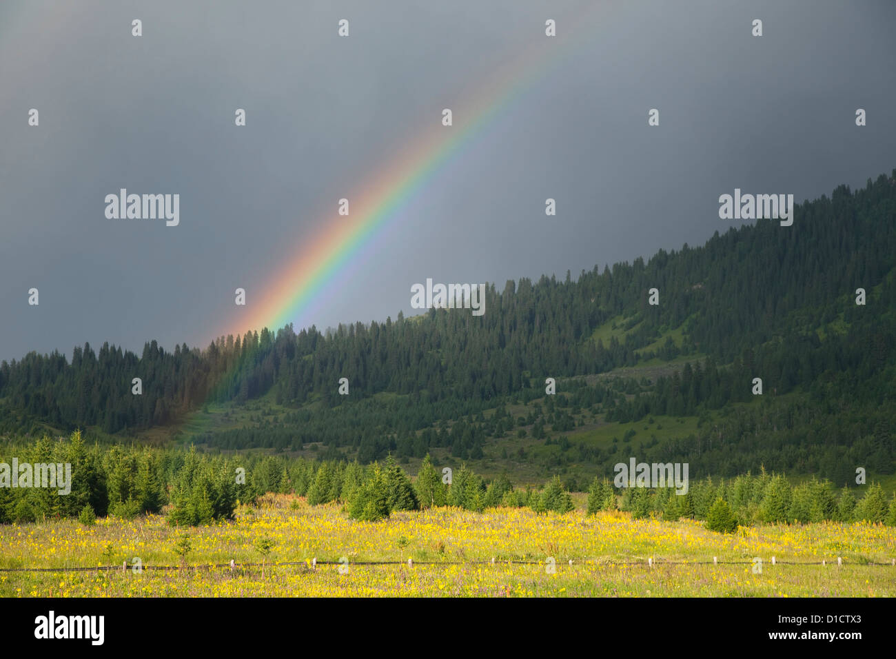 Rainbow over forest Stock Photo - Alamy