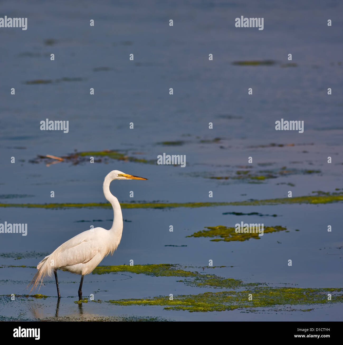 A great white egret in a salt water marsh. The egret is fairly small in ...