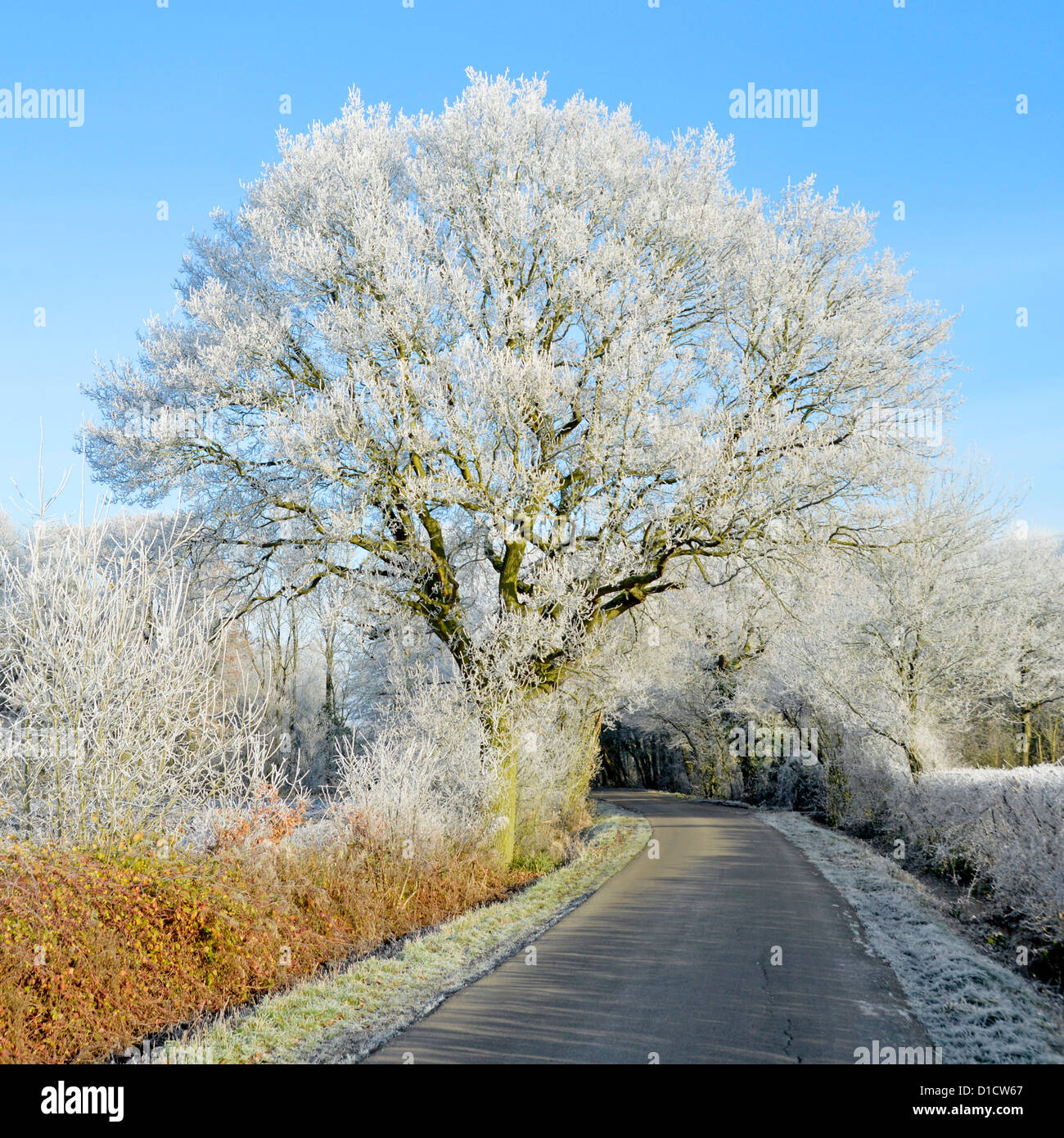 English oak tree hi-res stock photography and images - Alamy