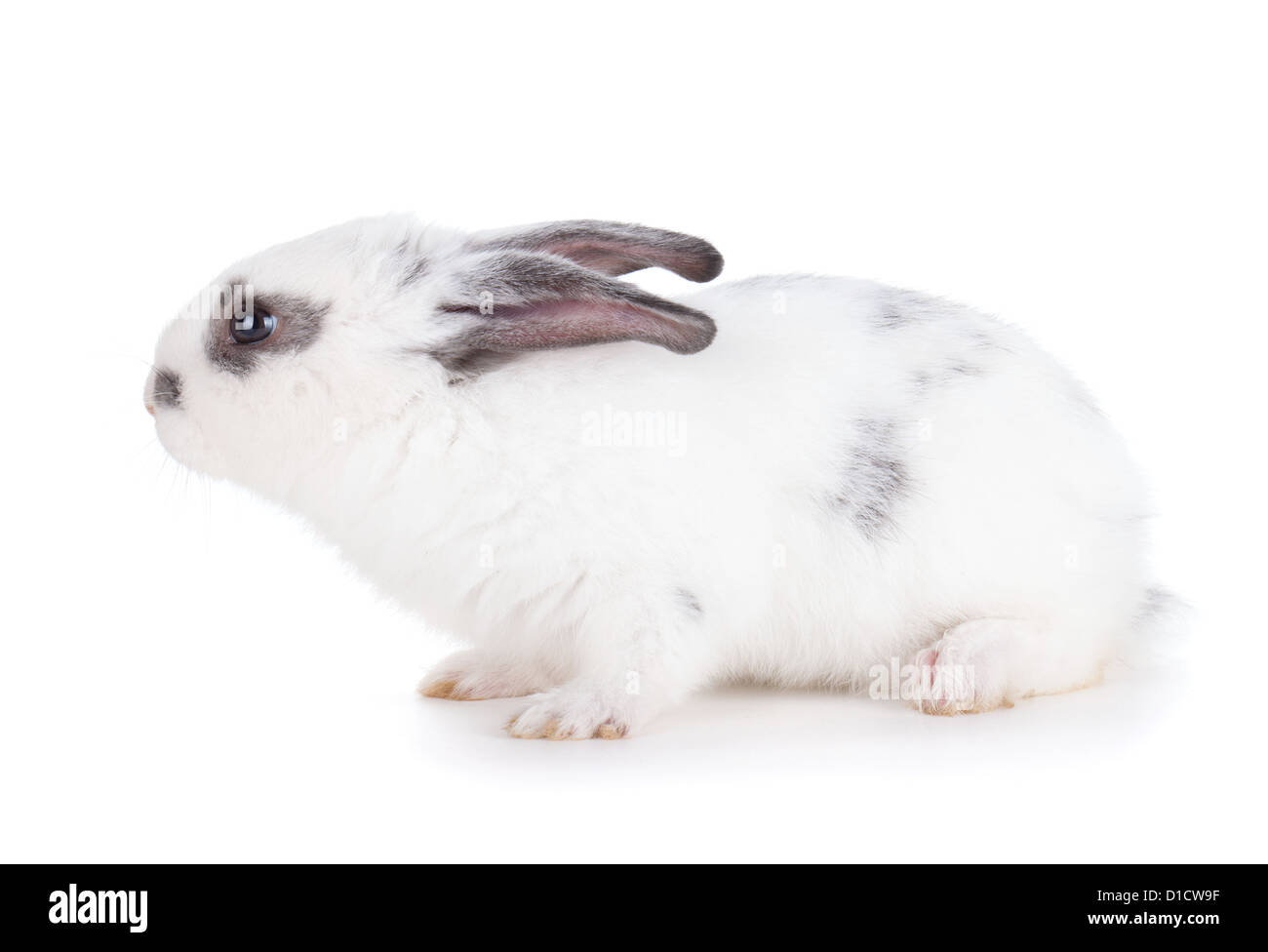 Small rabbit. Isolated on white background Stock Photo - Alamy