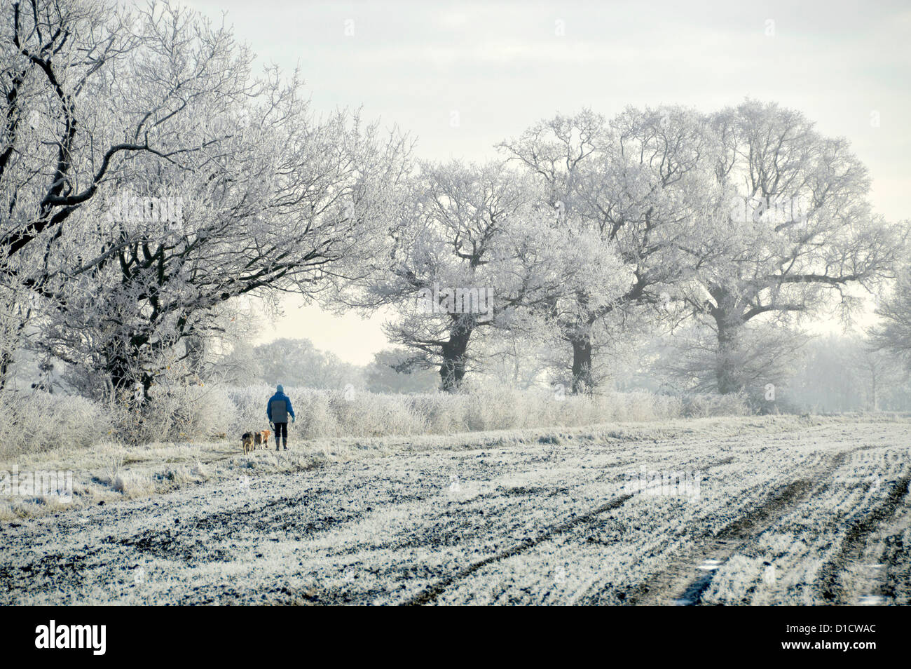 White oak group tree hi-res stock photography and images - Alamy