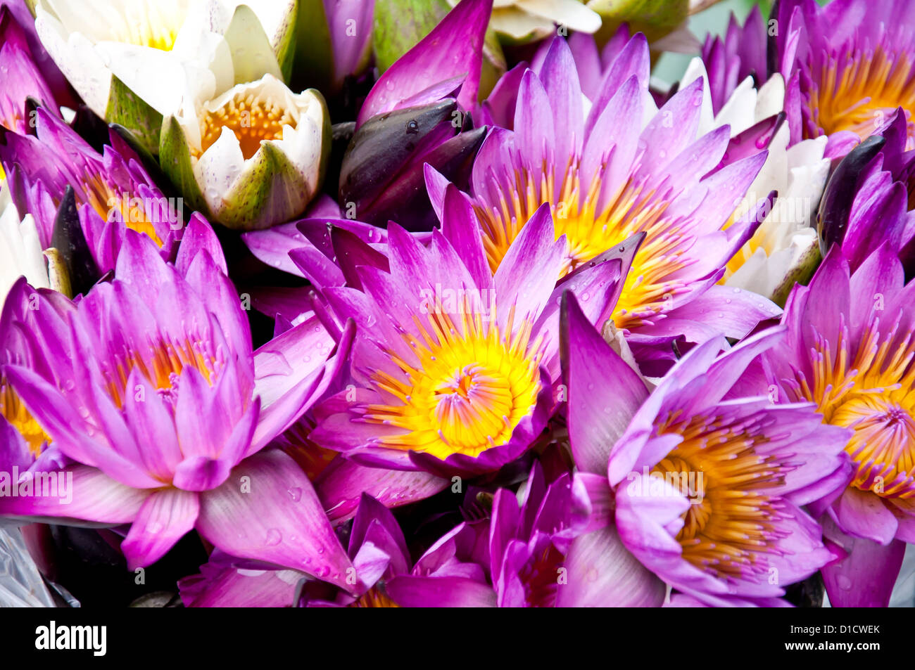 violet lotus from nature Stock Photo - Alamy