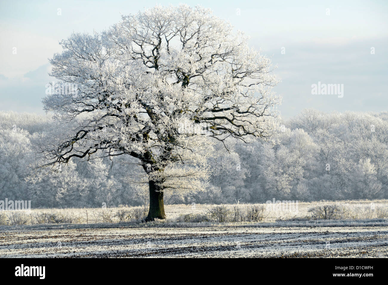 English oak woodland hi-res stock photography and images - Alamy