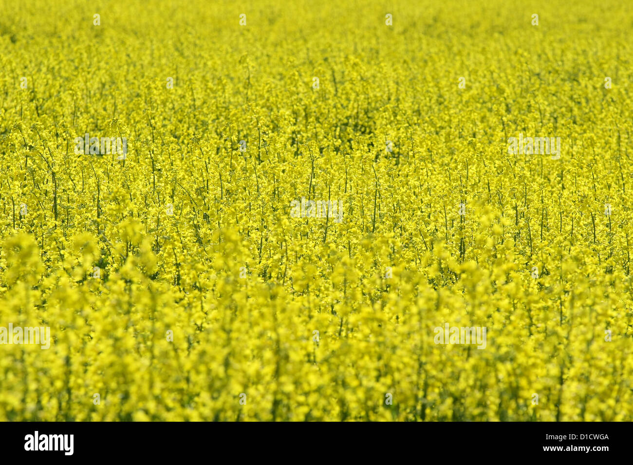 Rapeseed field germany hi-res stock photography and images - Alamy