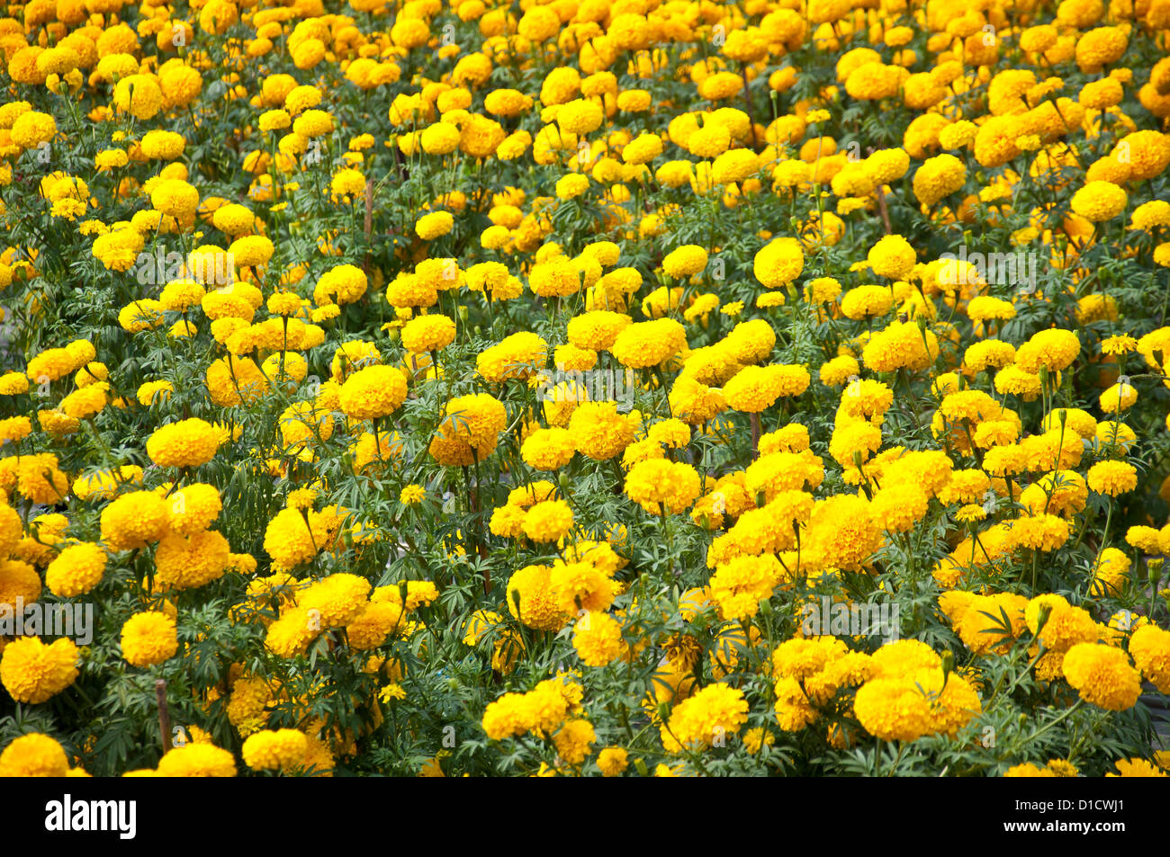 Marigold field hi-res stock photography and images - Alamy
